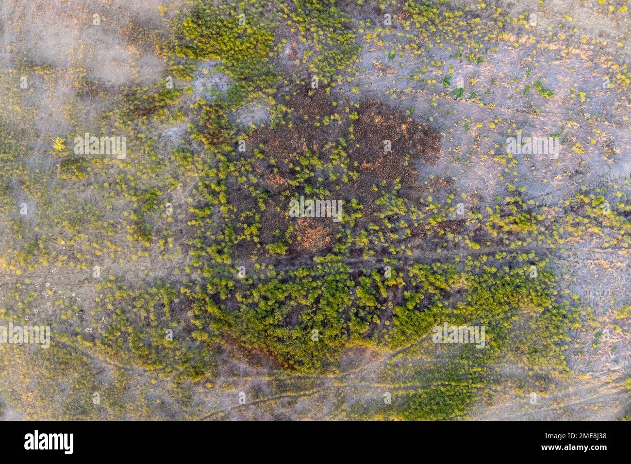 Top aerial panoramic view of green steppe or meadow in summer ...