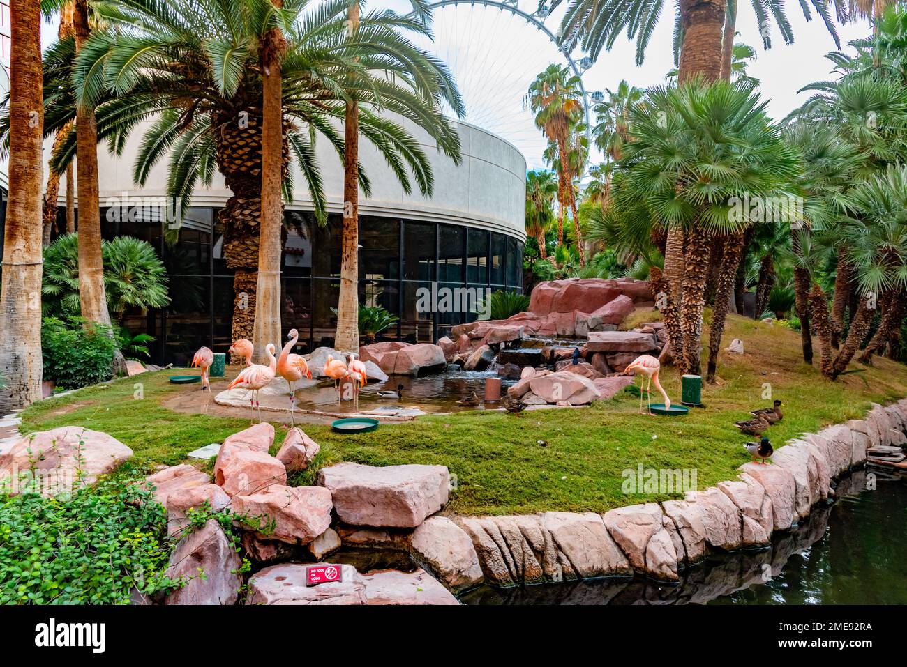 Flamingos seen in Las Vegas at the famous hotel in Nevada Stock Photo ...