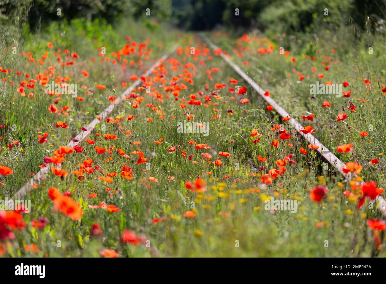 Train tracks overgrown with wild poppies in Tuscany, Italy Stock Photo ...