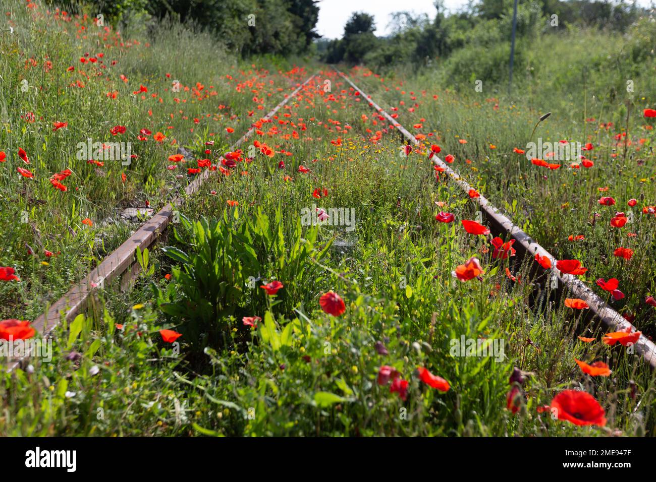 Overgrown train tracks hi-res stock photography and images - Alamy