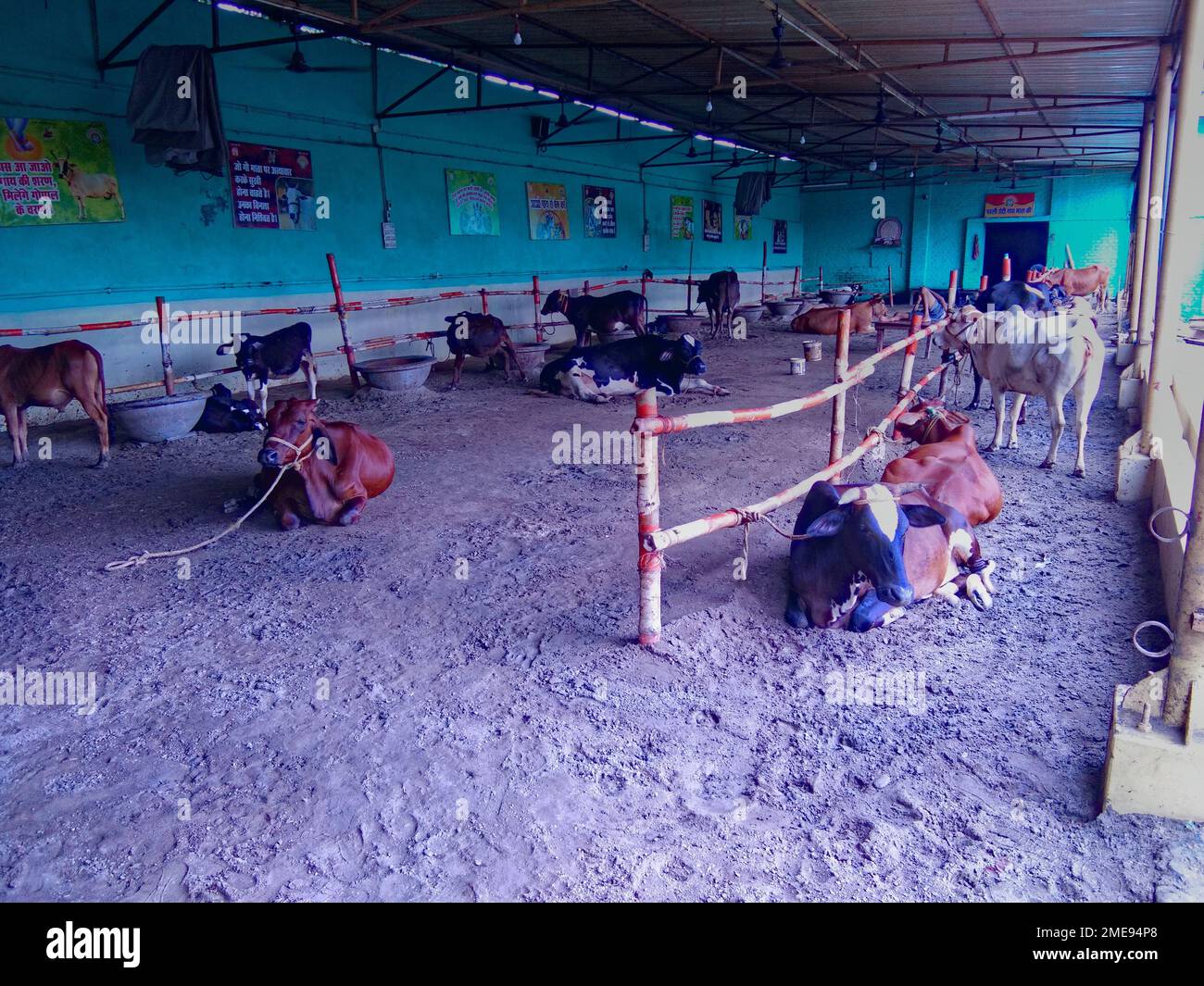 10.08.2021 kanki west bengal india,cow shed maintained by temple ...