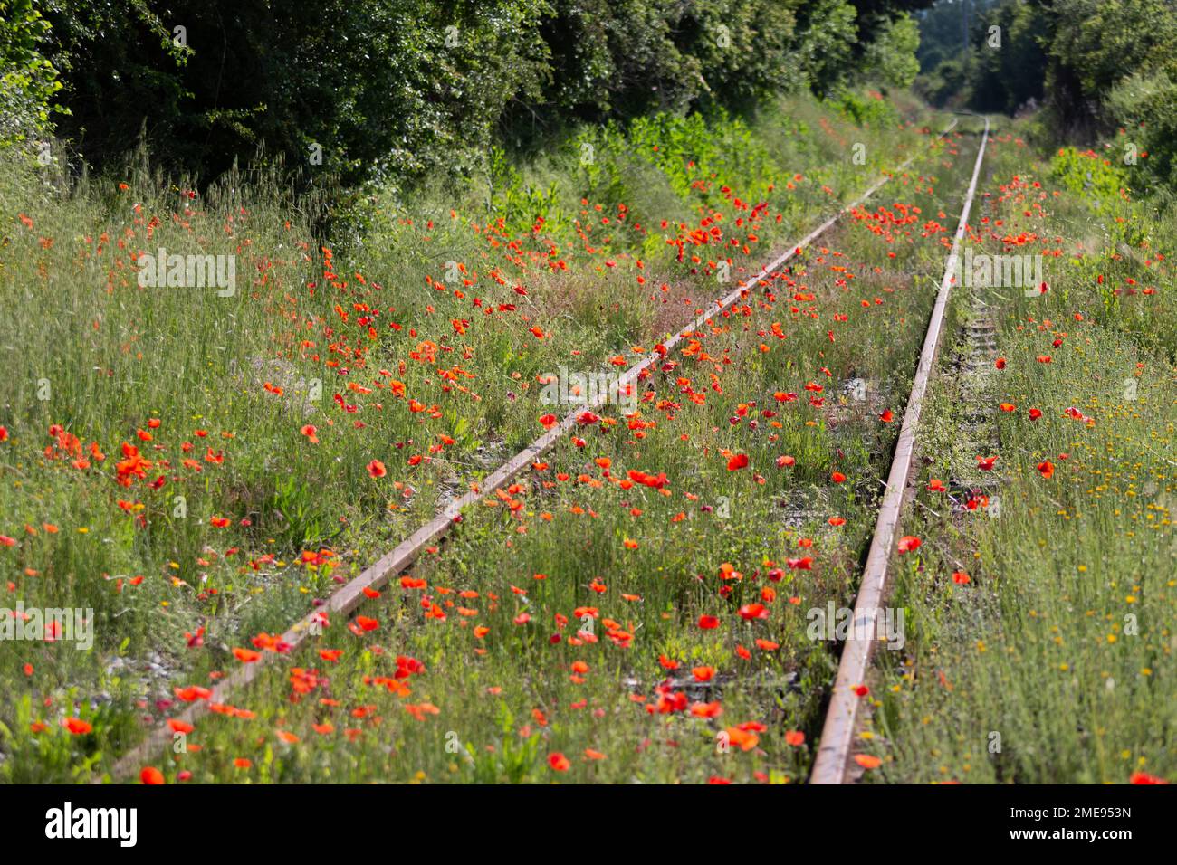 Flowers by train tracks hi-res stock photography and images - Alamy