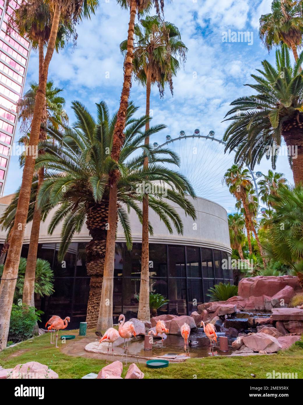 Flamingos seen in Las Vegas at the famous hotel in Nevada Stock Photo ...