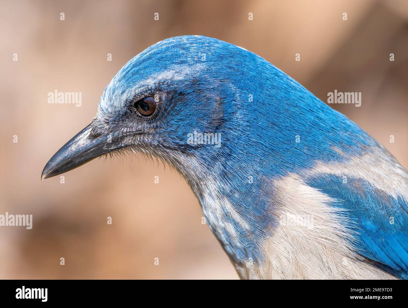 Scrub jay trail hi-res stock photography and images - Alamy