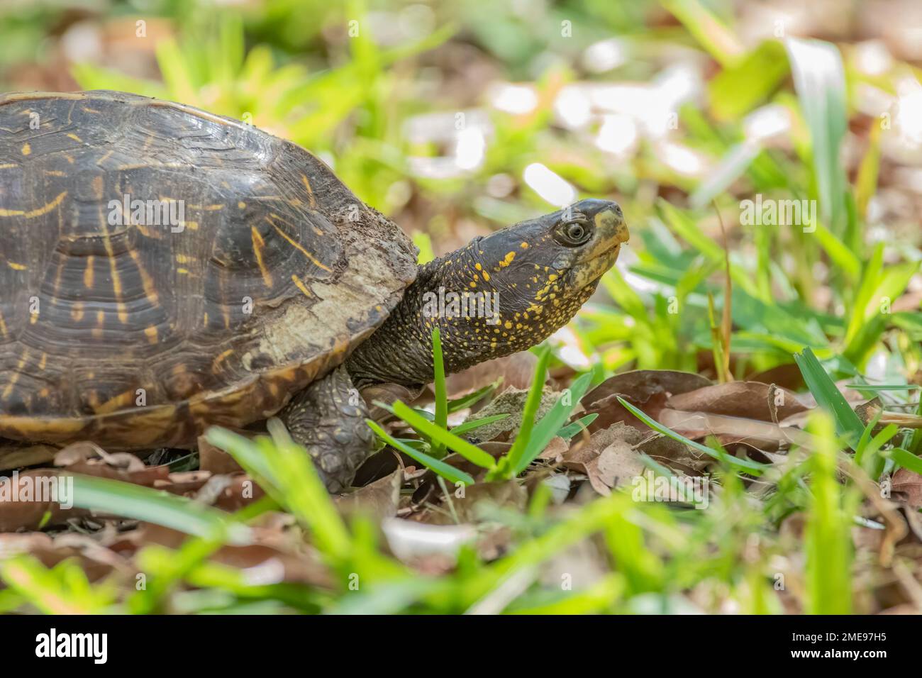 A Florida box turtle walking through the grass Stock Photo - Alamy