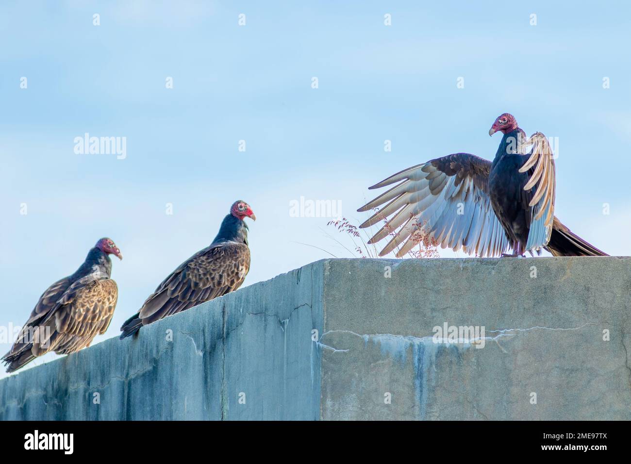 Trio of vultures hi-res stock photography and images - Alamy