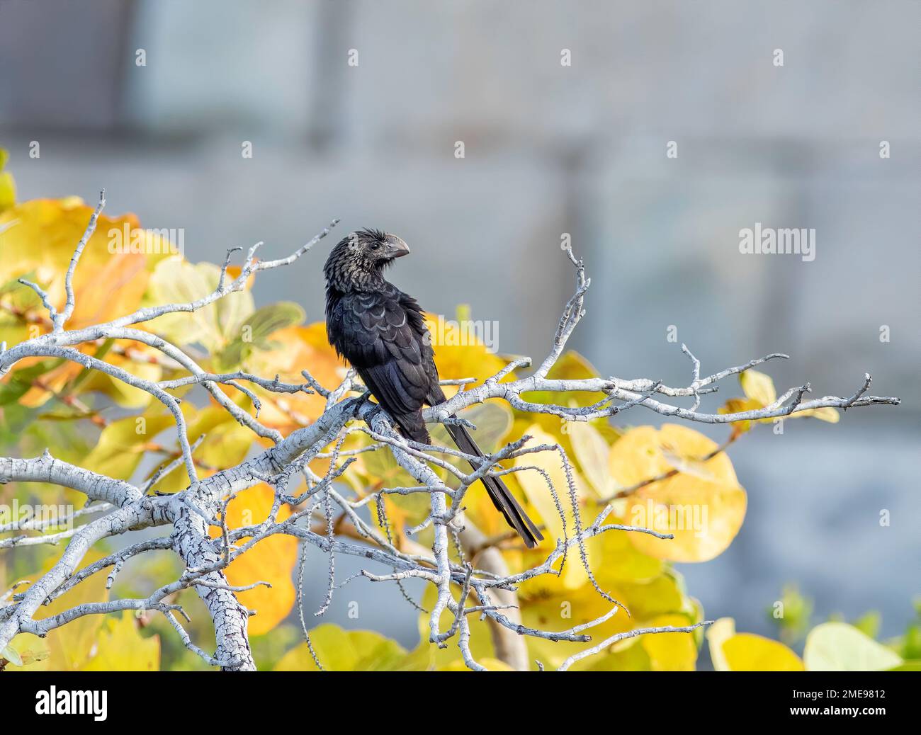 A smooth-billed ani perched on a sea grape tree branch in the Florida ...