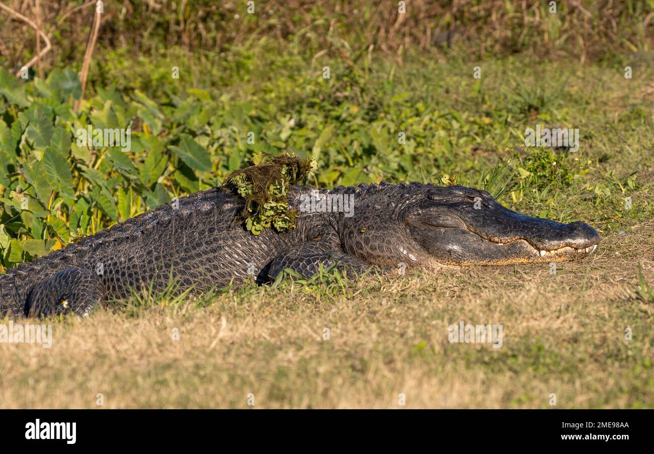A large American Alligator basking in the sun on a grassy impoundment ...
