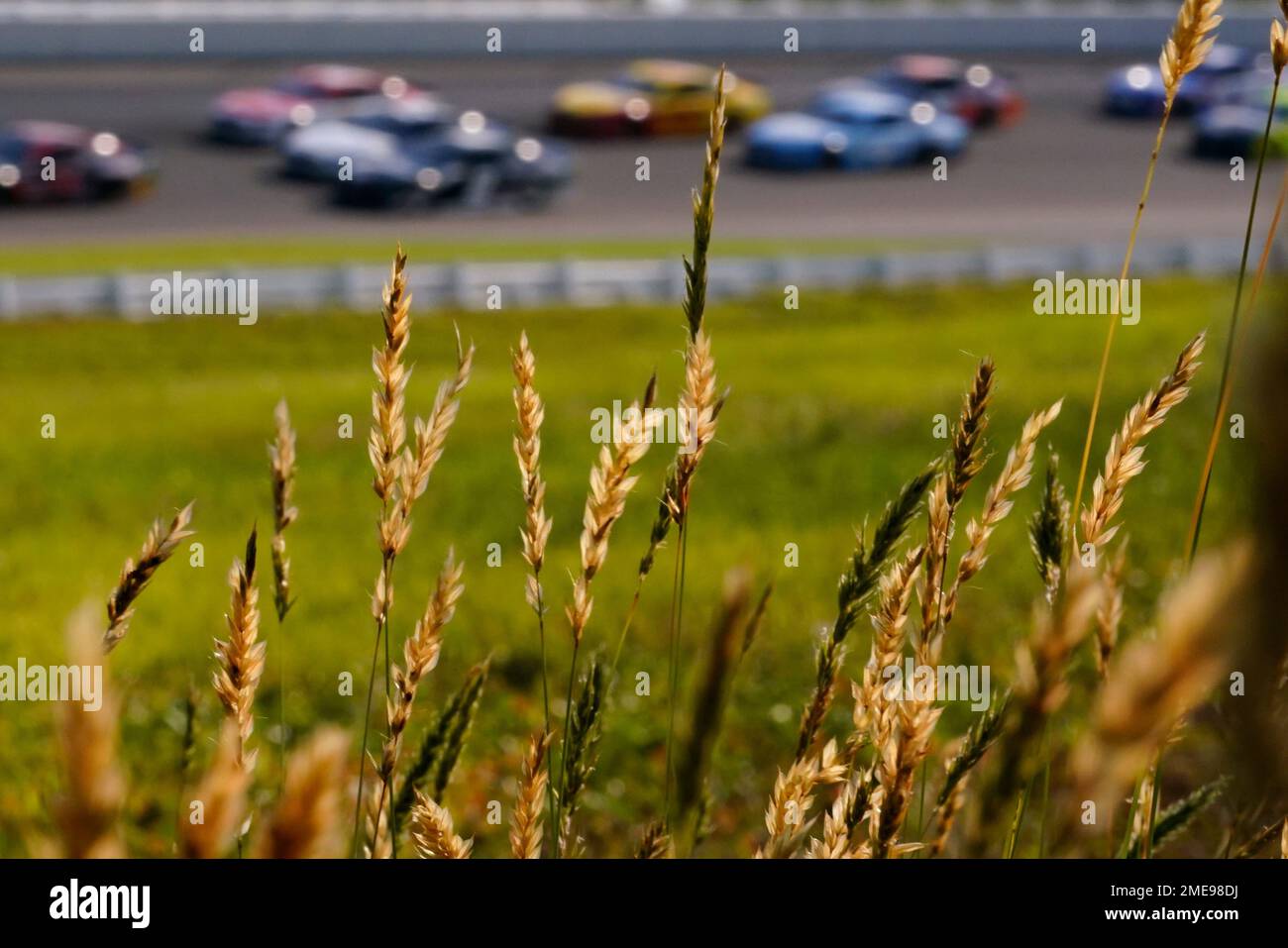 Race cars motor around the track behind the grasses growing in the ...