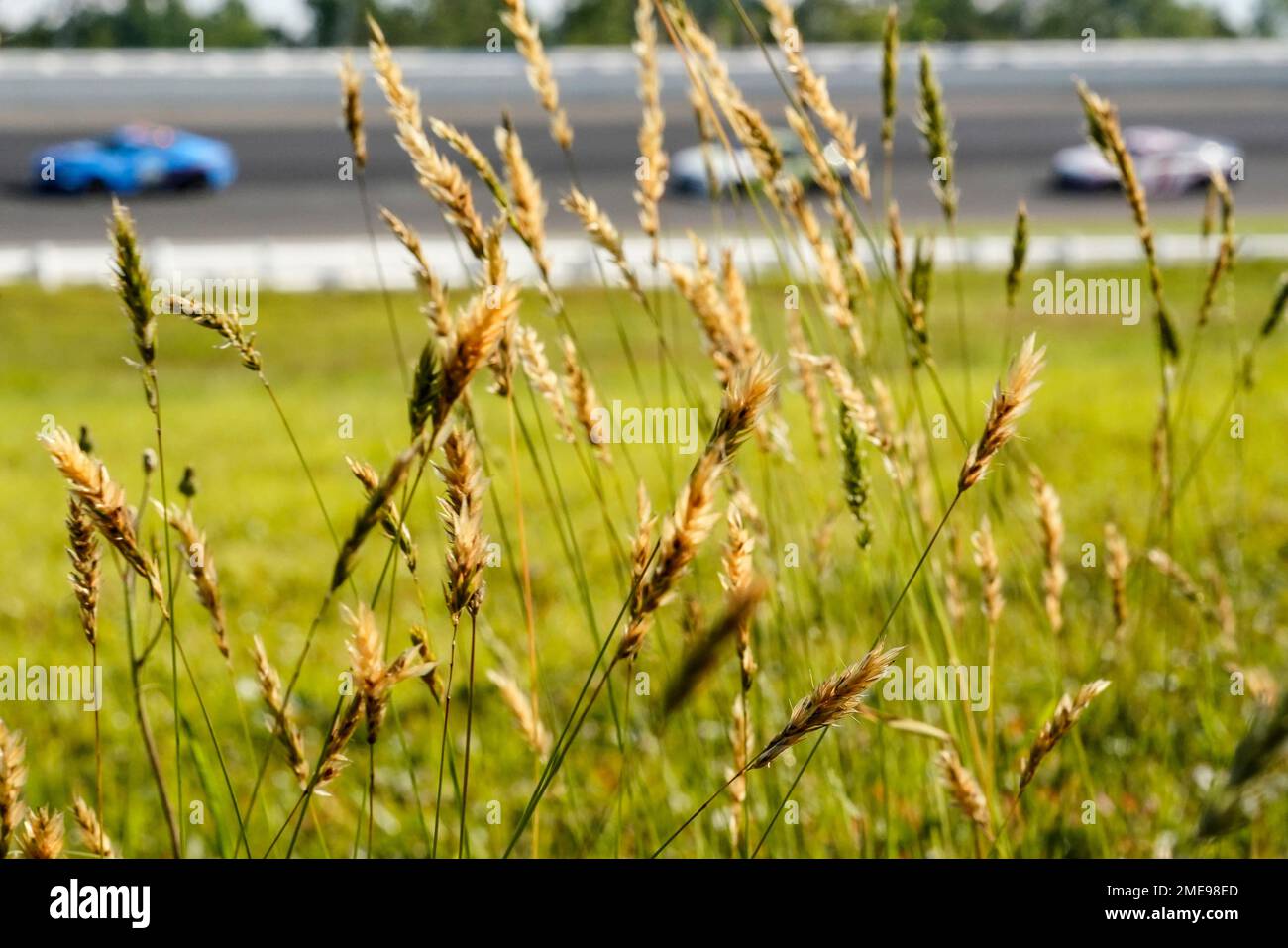 Race cars motor around the track behind the grasses growing in the ...