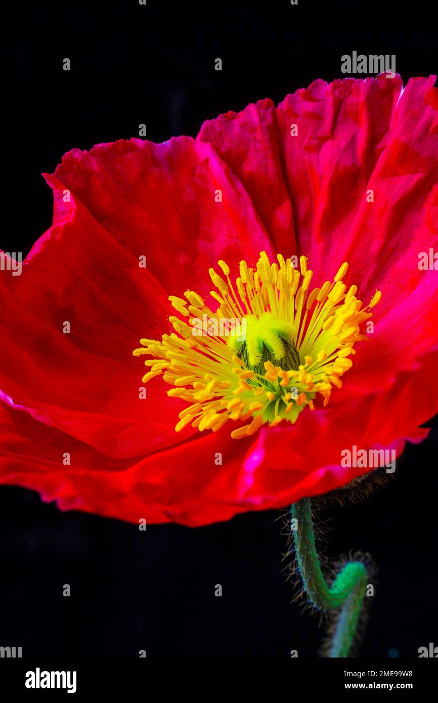 Bold red poppy hi-res stock photography and images - Alamy