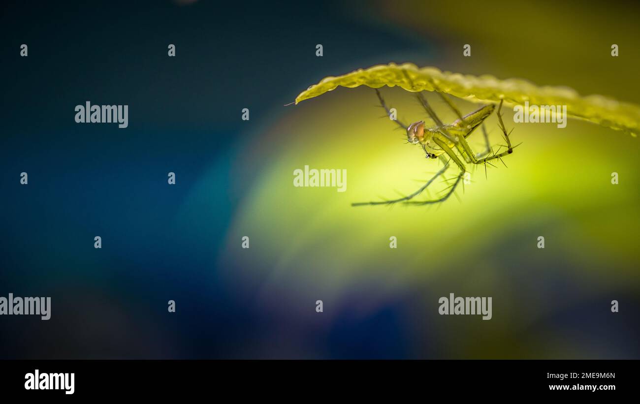 Spider under the leaf hi-res stock photography and images - Alamy