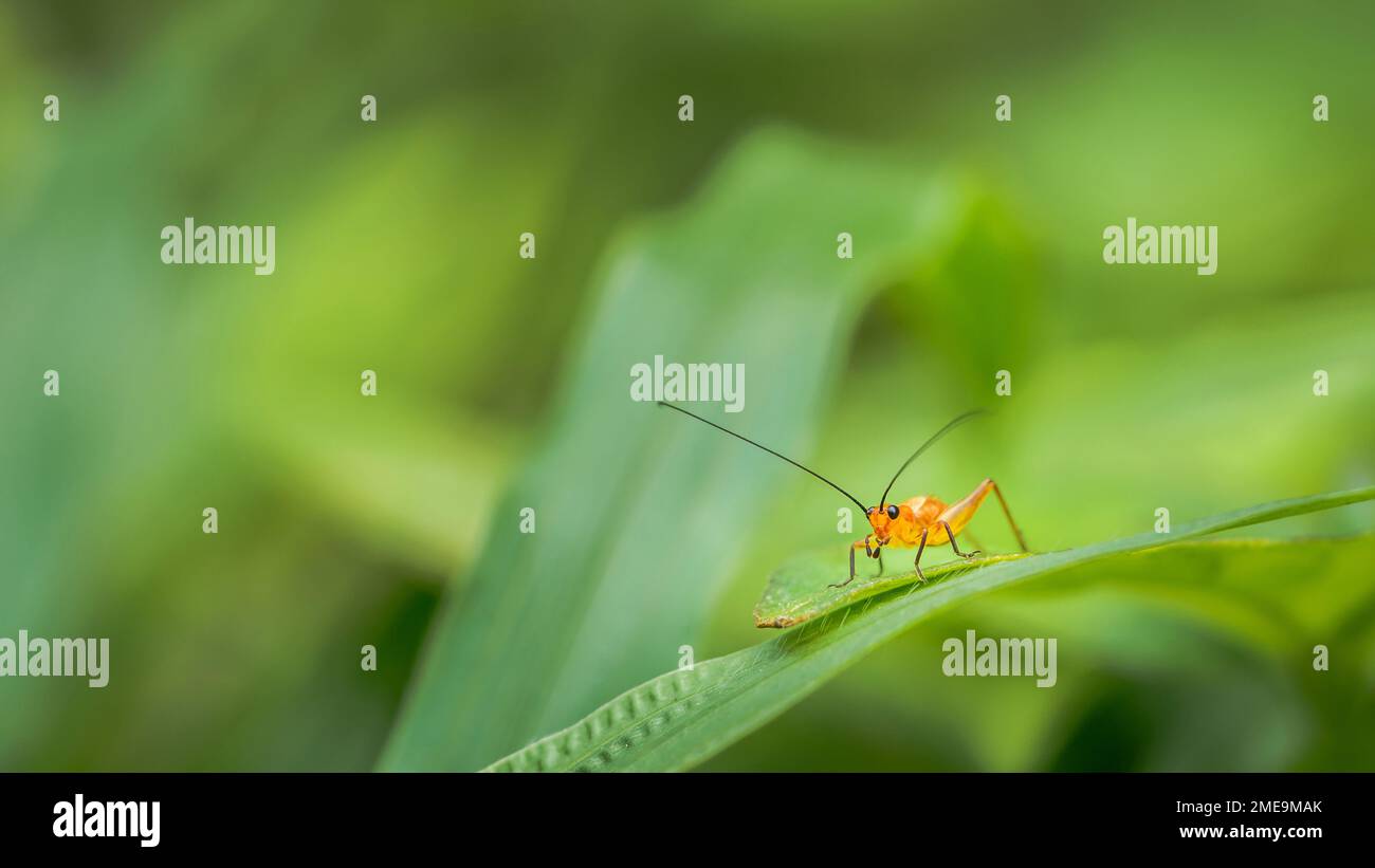 Cricket field grass hi-res stock photography and images - Alamy
