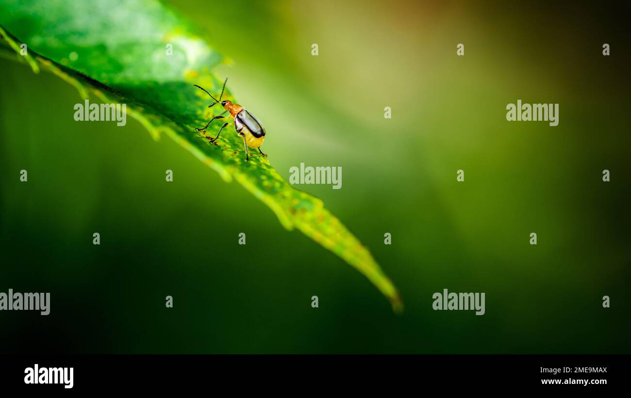 Close up a Shining Flea Beetle, Asphaera lustrans on green leaf and ...