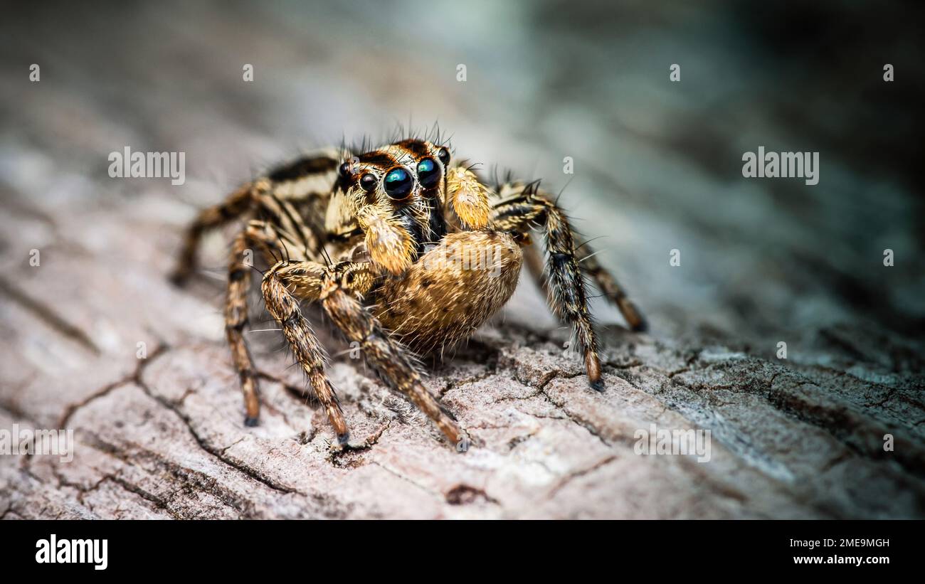 Close up of a jumping spider on a tree bark, Macro photography, Jumping ...