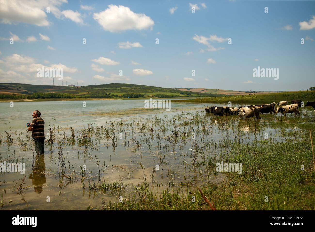 A man brings his cows in the Sazlidere dam, in Istanbul, near the ...