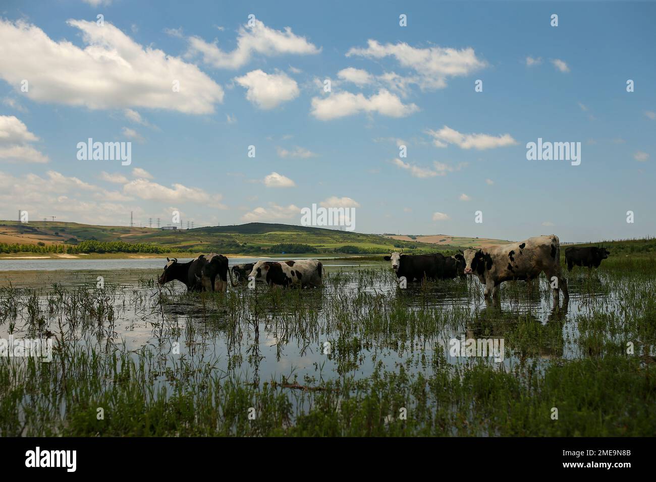 Cows enter the water on the Sazlidere dam, in Istanbul, near the ...