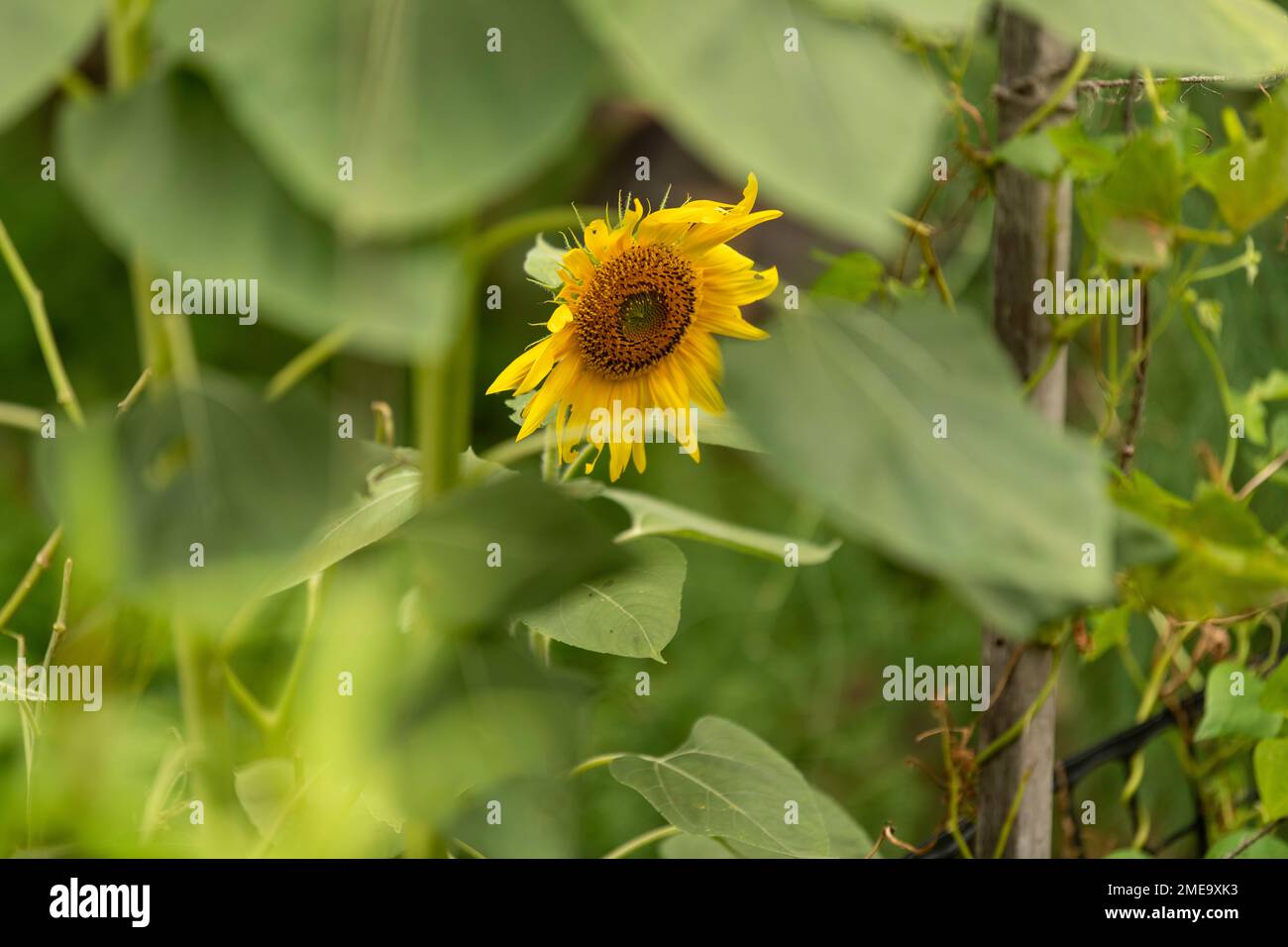 Lonely sunflower in field hi-res stock photography and images - Alamy