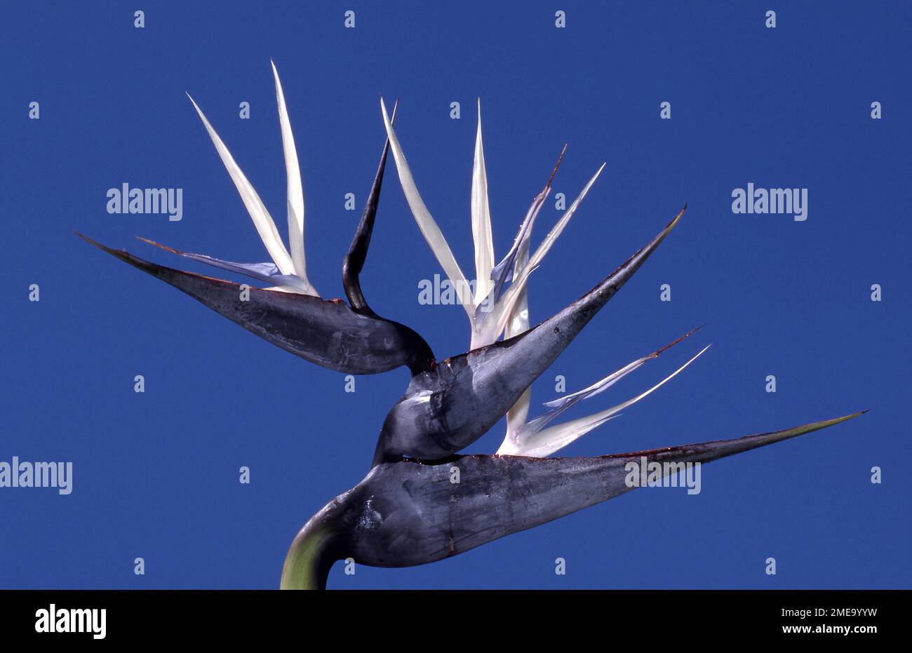 THE STRIKING STRELITZIA NICOLAI FLOWER AGAINST BLUE SKY Stock Photo - Alamy