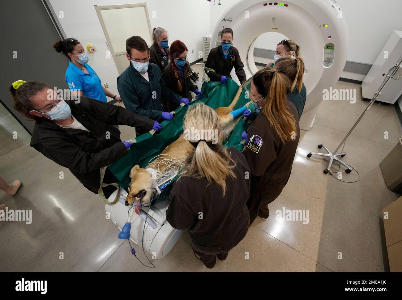 Denver Zoo workers prepare Sabi, a 9-year-old lion for a computerized ...