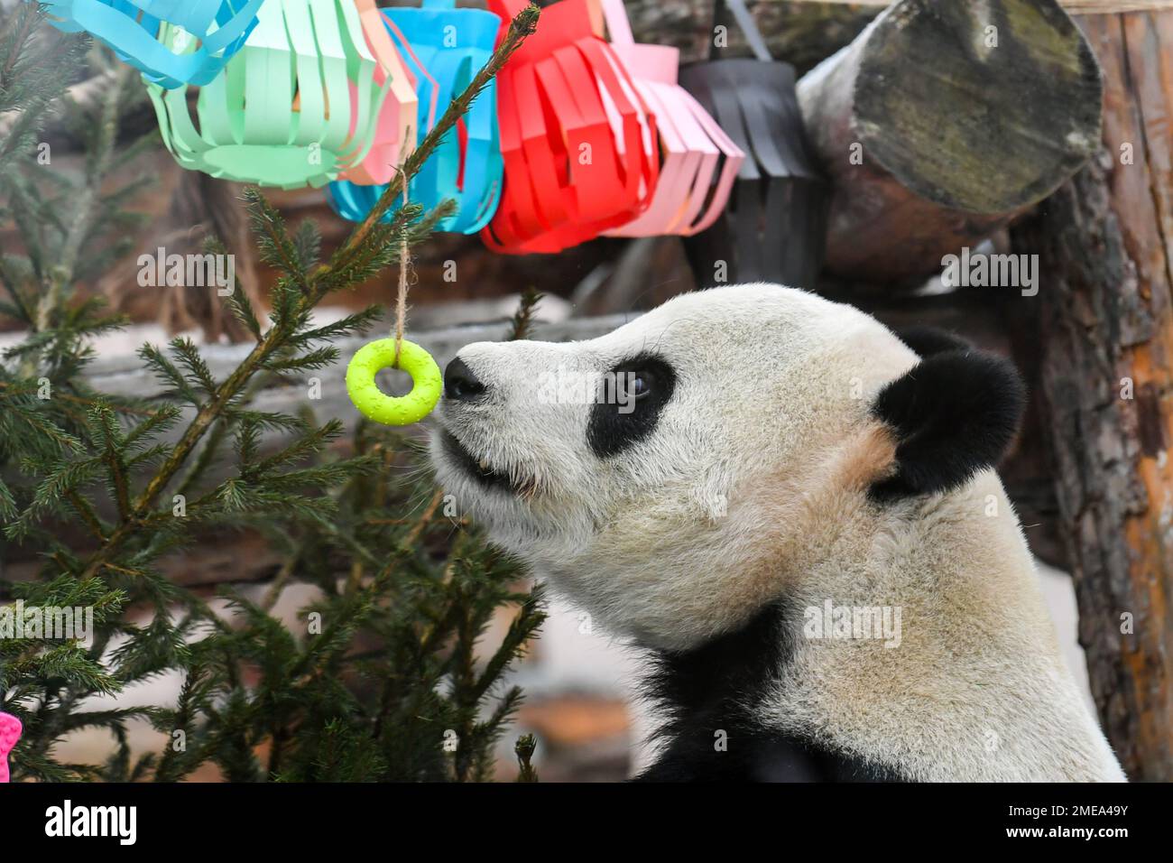 Moscow, Russia. 23rd Jan, 2023. Giant panda Ruyi approaches festive ...