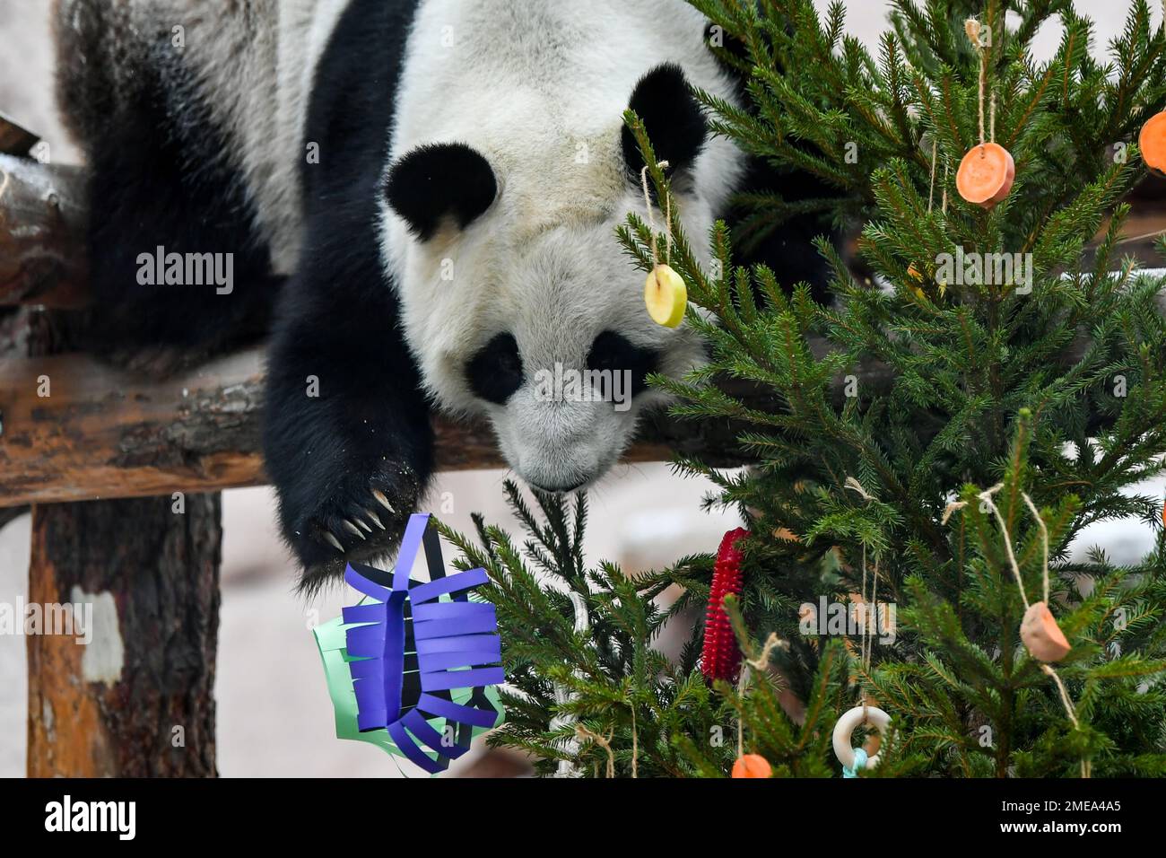 Moscow, Russia. 23rd Jan, 2023. Giant panda Dingding plays with festive ...