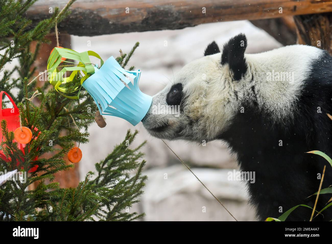 Moscow, Russia. 23rd Jan, 2023. Giant panda Dingding plays with festive ...