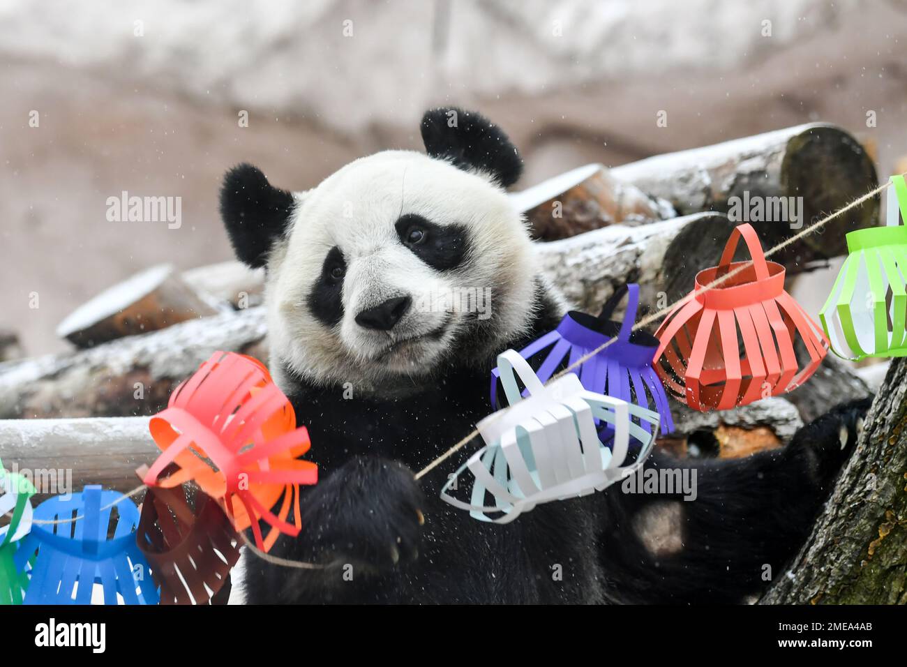 Moscow, Russia. 23rd Jan, 2023. Giant panda Dingding plays with festive ...