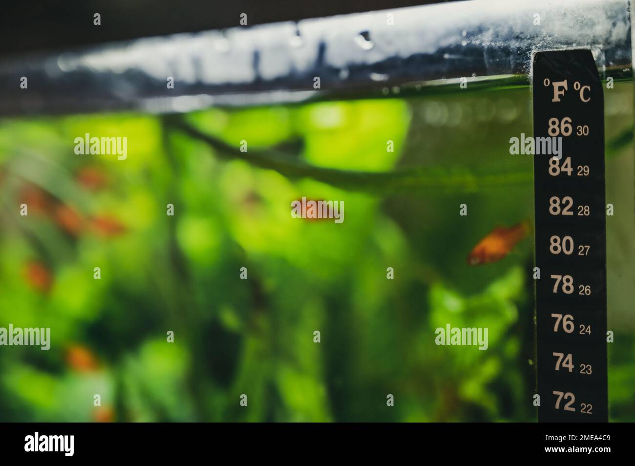 Selective focus on a fish tank thermometer mounted to glass edge with ...