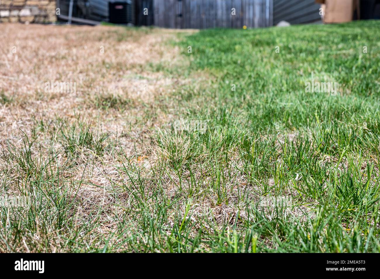 Visible distinction between healthy lawn and chemical burned grass ...