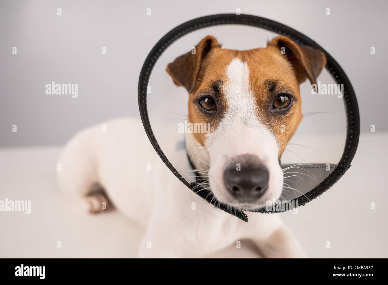 Jack Russell Terrier dog in plastic cone after surgery Stock Photo - Alamy
