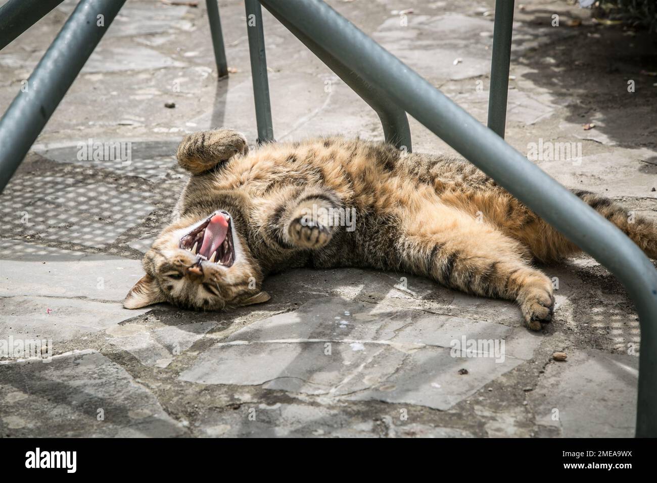 Tabby cat yawning and stretching on its back underneath a table in the ...