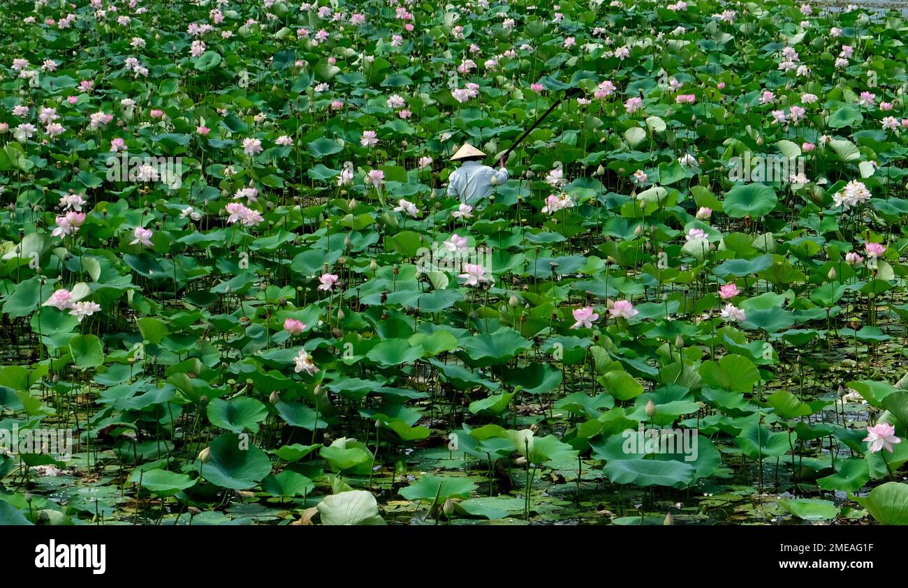 A fisherman navigates his boat through lotus flowers on Loktak lake, in ...