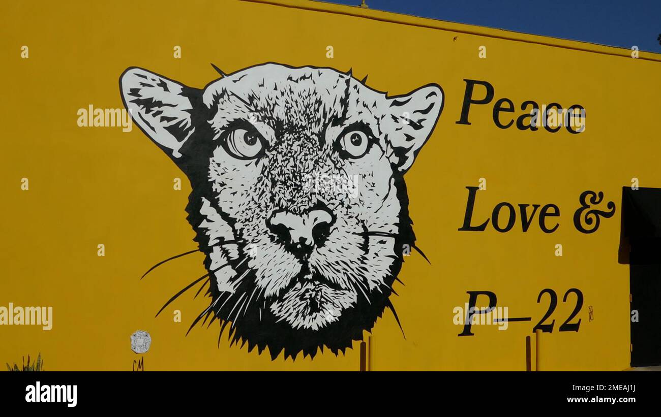 P22 lion hi-res stock photography and images - Alamy