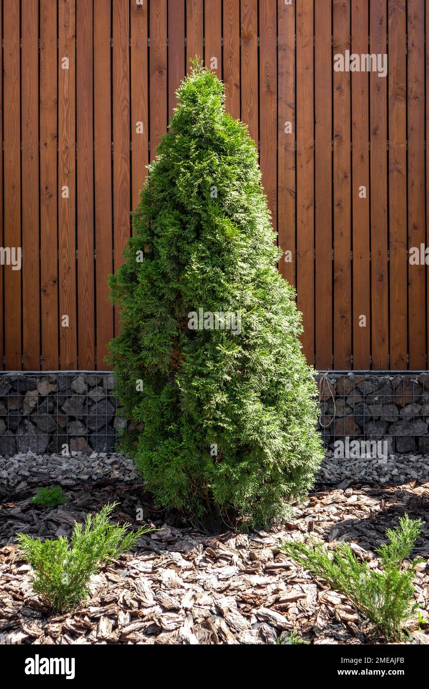 Thuja tree in country home landscape on the background of a wall facade ...