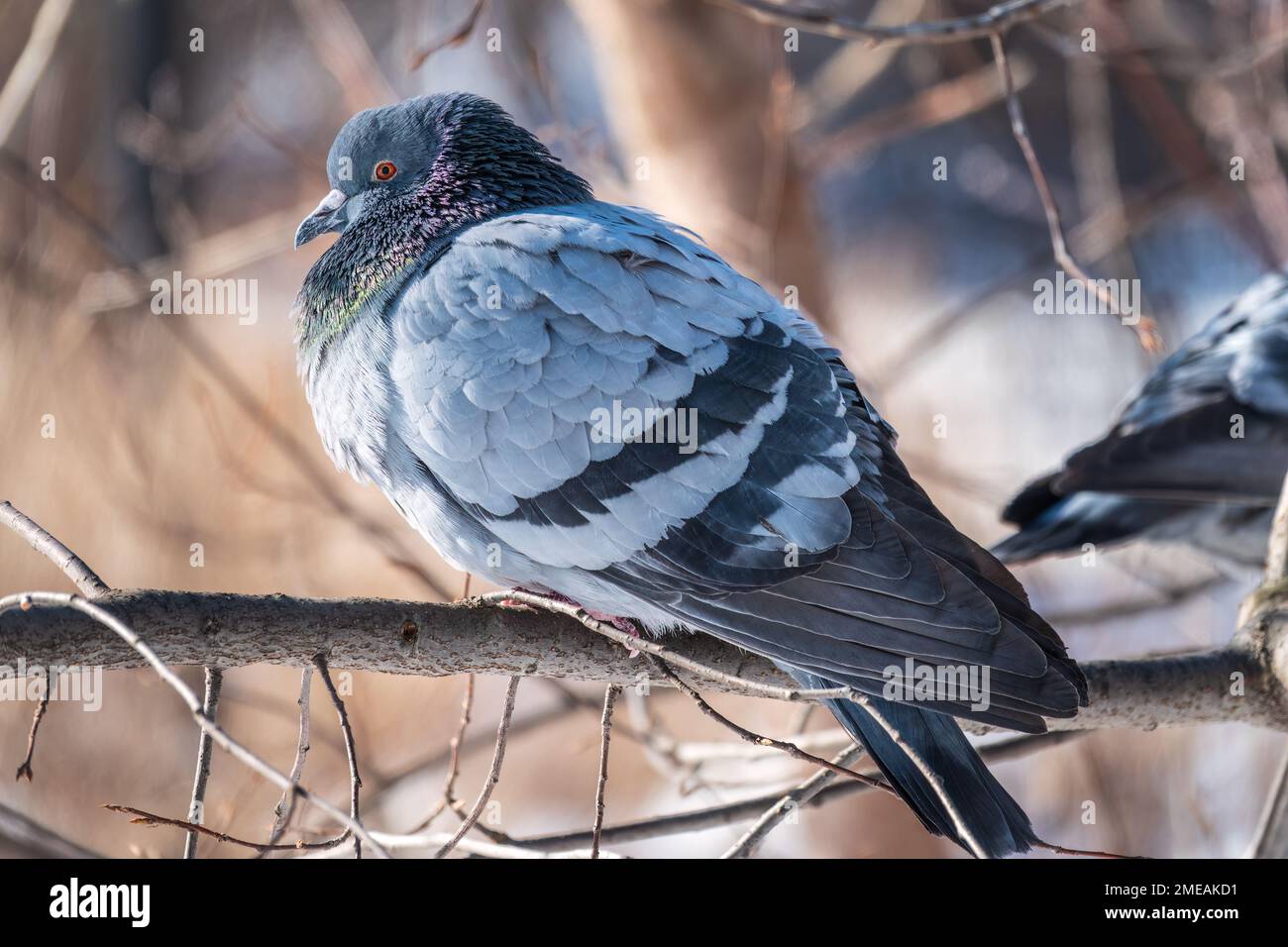 The fat pigeon sitting on a branch. Domestic pigeon bird and blurred ...