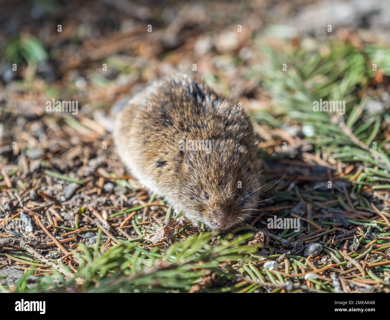 A closeup of a Common vole on the ground with a blurry background ...