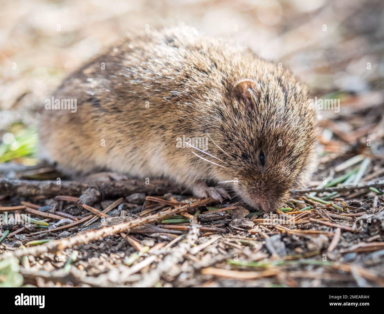 A closeup of a Common vole on the ground with a blurry background ...