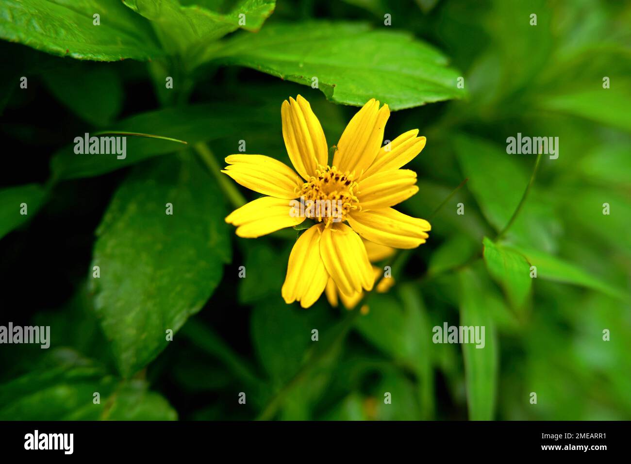 Yellow Flower Of Wedelia - Sphagneticola Trilobata. Grows And Blooms ...