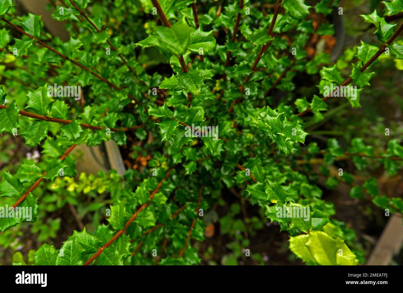 Seen From Above, The Triphasia Trifolia Tree, With A Fresh Dark Green ...