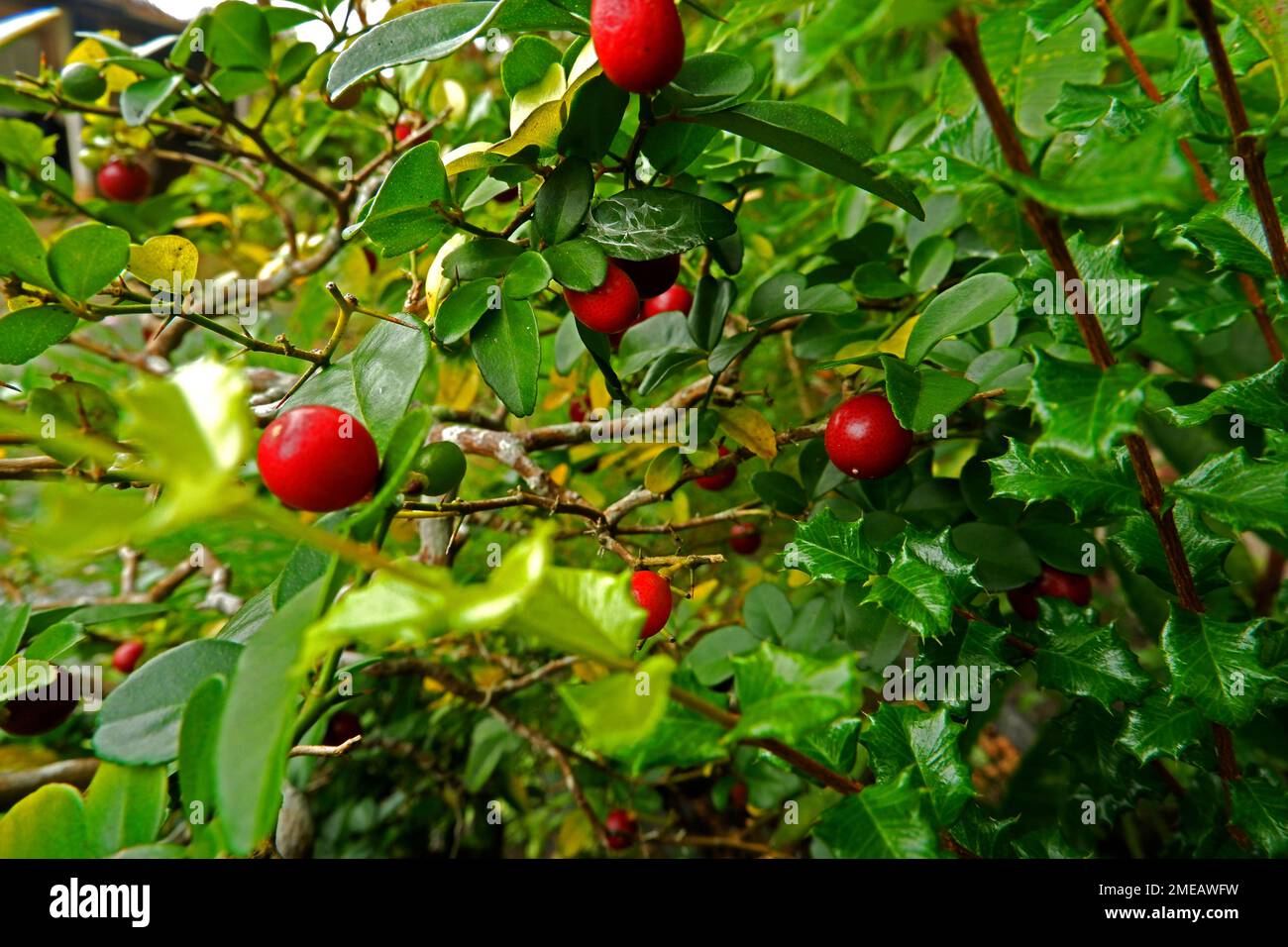 Fruit Of Lime Berry With Leaves On Tree. (Triphasia Trifolia Stock ...