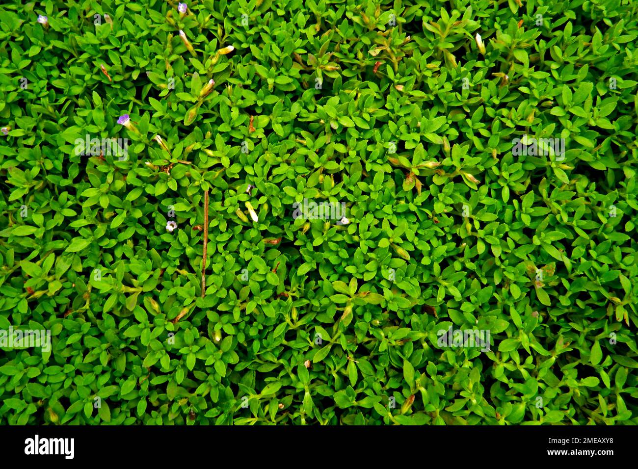Close Up View Of Hemianthus Callitrichoides Plant, Also Known As Dwarf ...