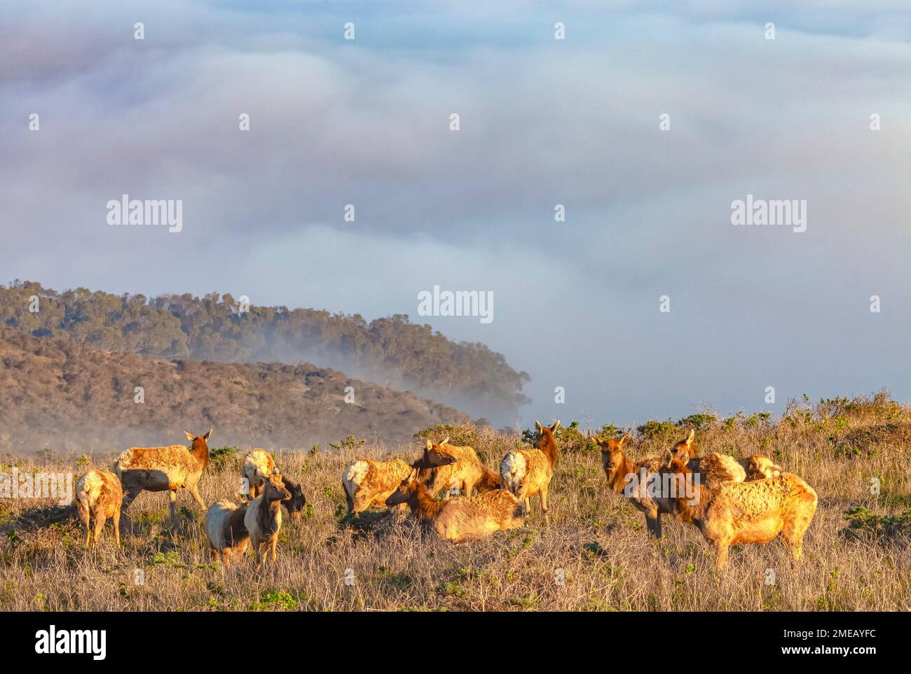 tule elk cows, Cervus canadensis nannodes, vulnerable species ...