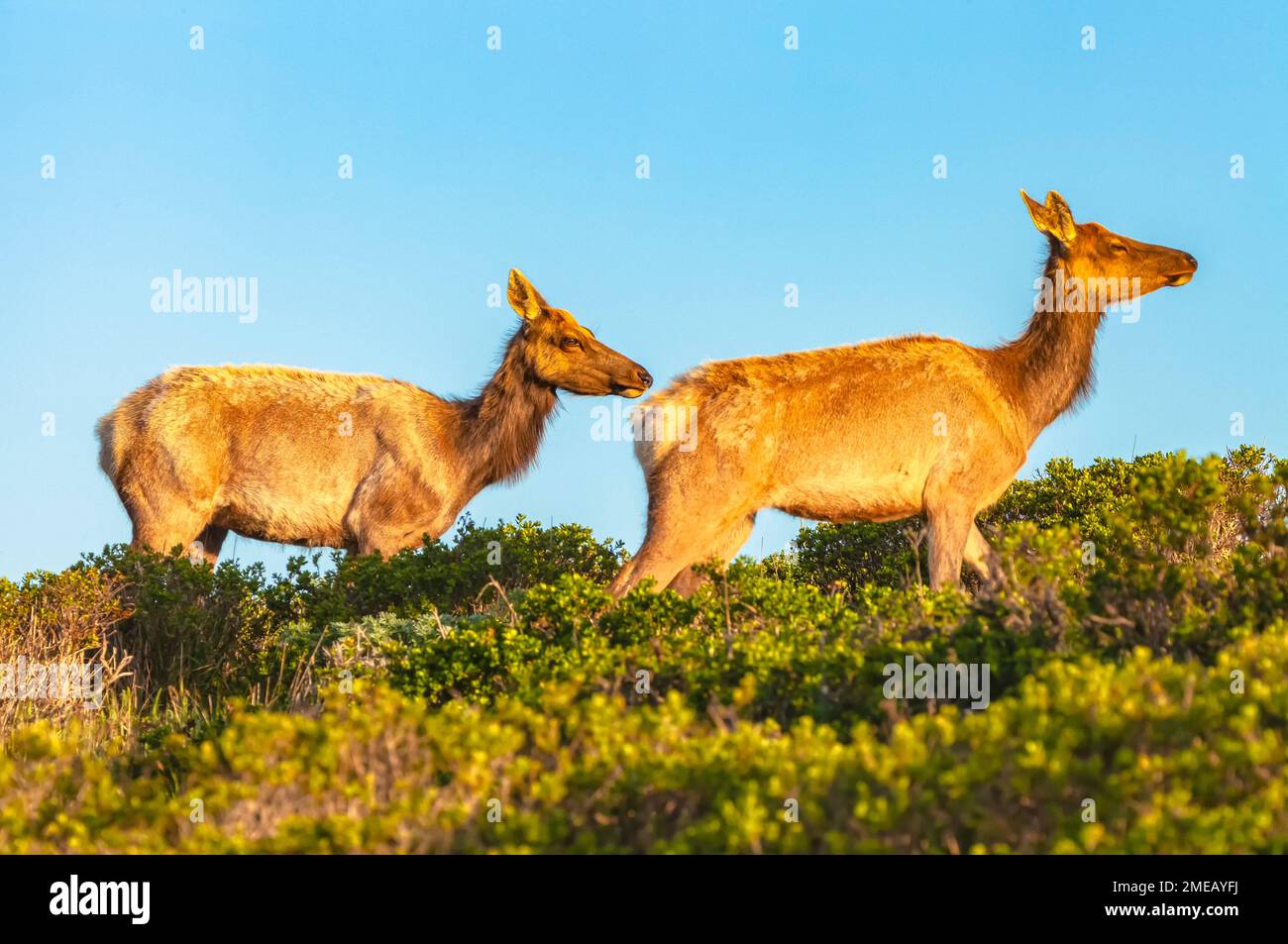 Tule elk cows, Cervus canadensis nannodes, vulnerable species ...