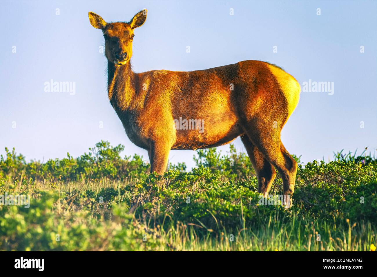tule elk cow, Cervus canadensis nannodes, vulnerable species ...