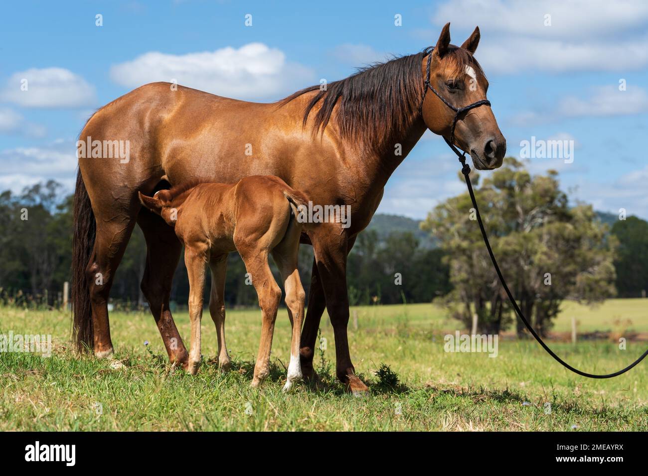 Young foal drinking from a Quarter Horse mare in the grassy paddock ...