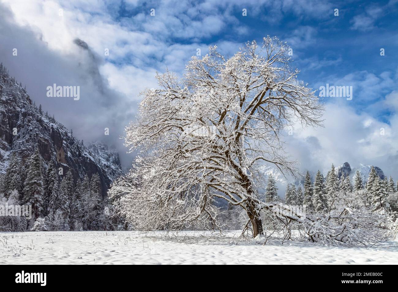California Black Oak Tree Quercus Kelloggii Cook Meadow In Winter Yosemite National Park