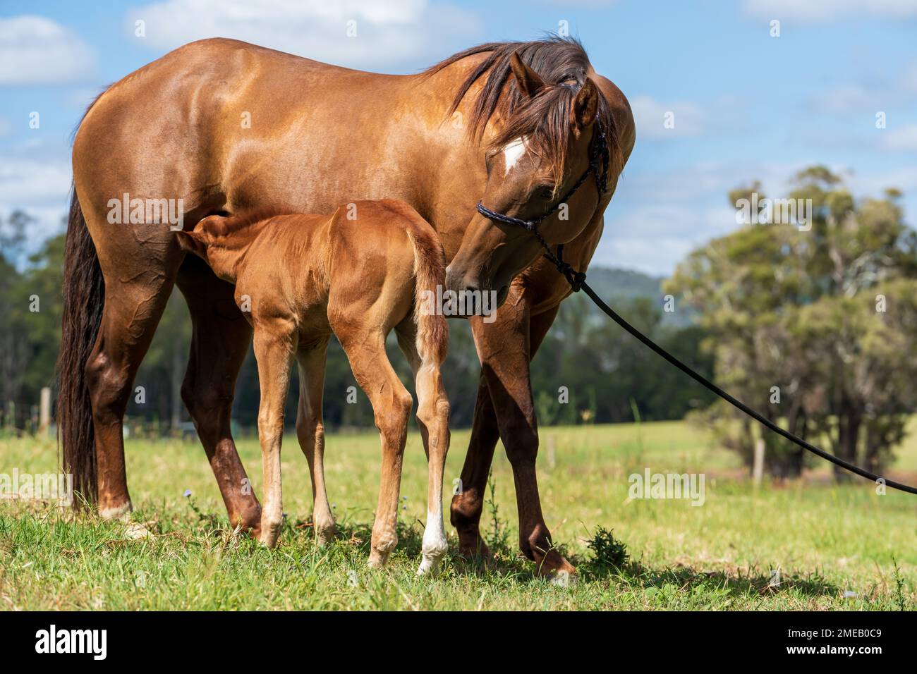 Young foal drinking from its mother in the grassy paddock Stock Photo ...