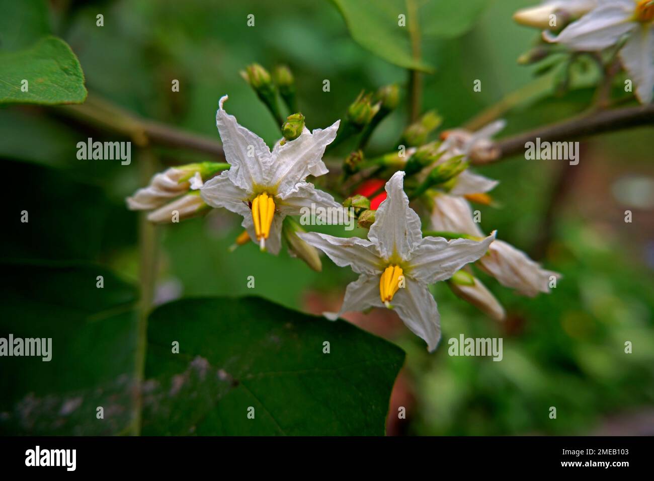 Solanum Torvum Flowers Are White, Blooming On Tree Branches With Green ...