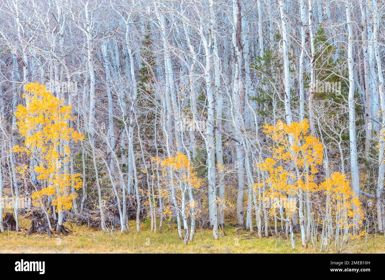 Mountain aspens, Populus tremuloides, in late autumn, Inyo National ...